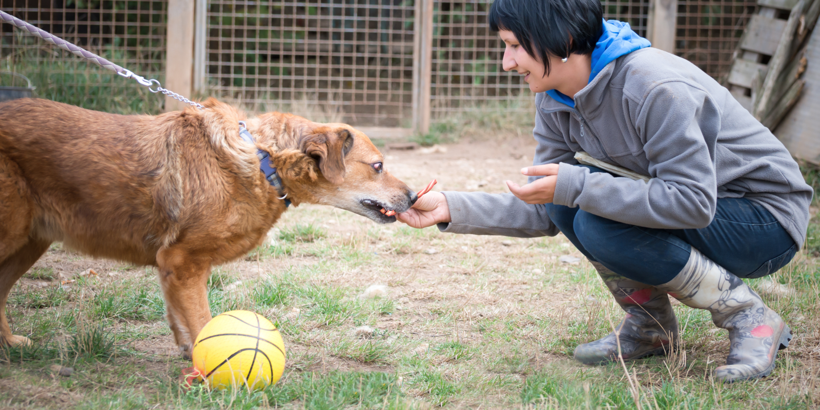 Cómo Detectar y Tratar Problemas de Comportamiento en Perros ...